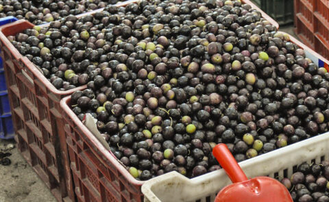 La récolte de l'olive - Oleiculteur du pays de fayence